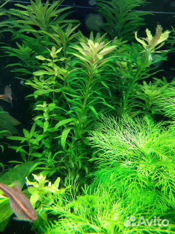 Лимнофила ароматика