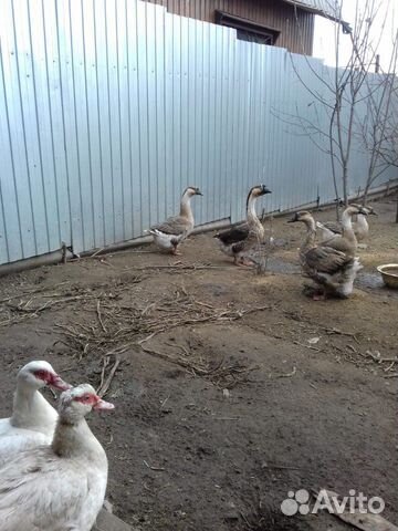 Яйцо,гусиное