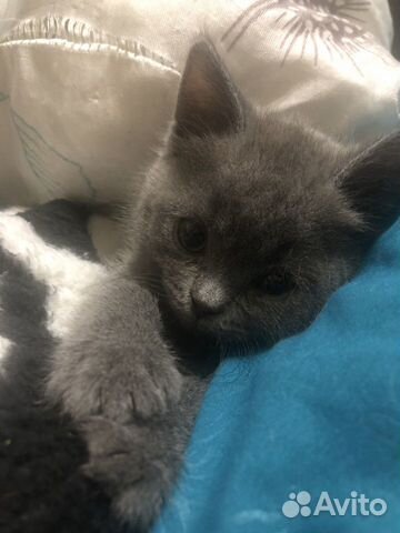 Шотландец девочка котёнок