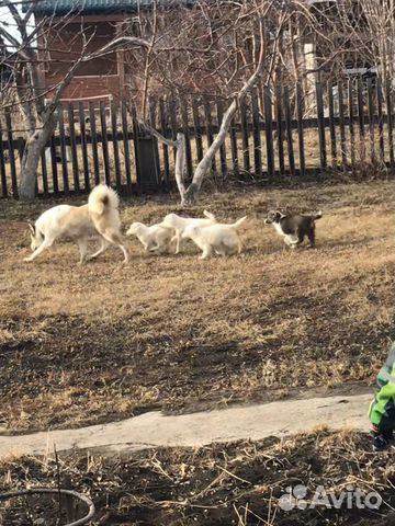 Продам щеночков лайки