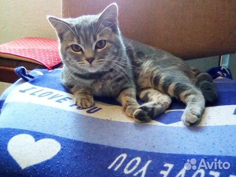 Котик приглашает на вязку