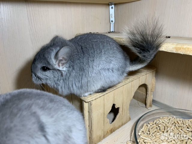 Шиншилла (ангора, черный бархат, носитель ангоры)