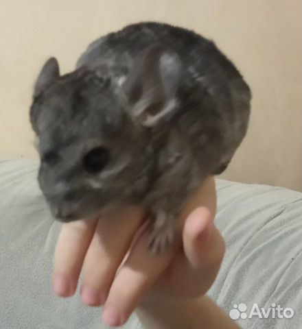 Продам шиншилл