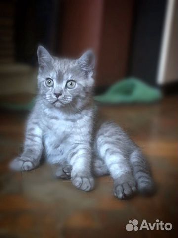 Котята Породистые