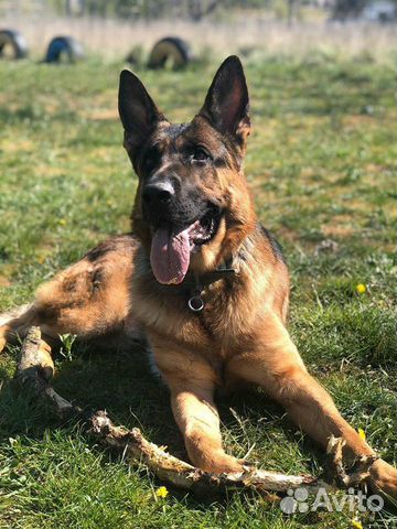 Предлагаем кобеля немецкой овчарки для вязки