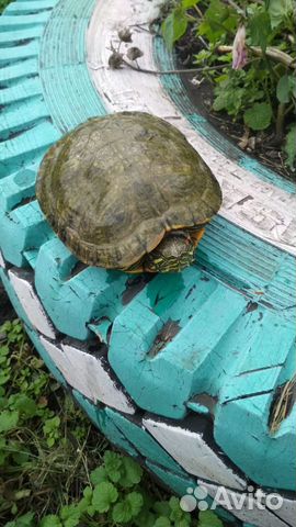 Водоплавающие черепахи 2 шт)