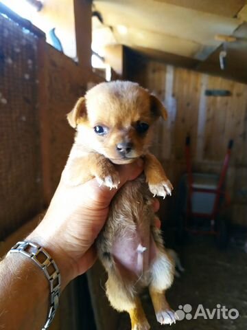 Щенки метисы болонки