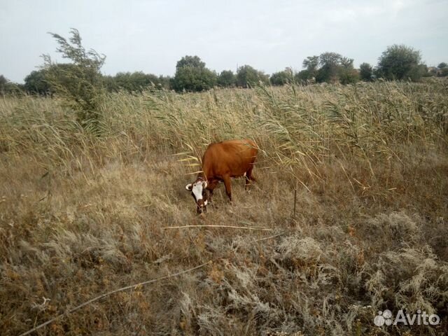 Корова красная,продается