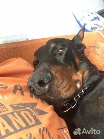 Возьму в добрые руки щенка или взрослого ягдтерьер