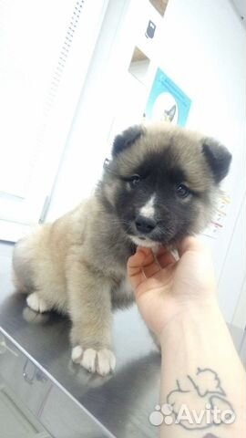 Метисик Бендер 5 недель