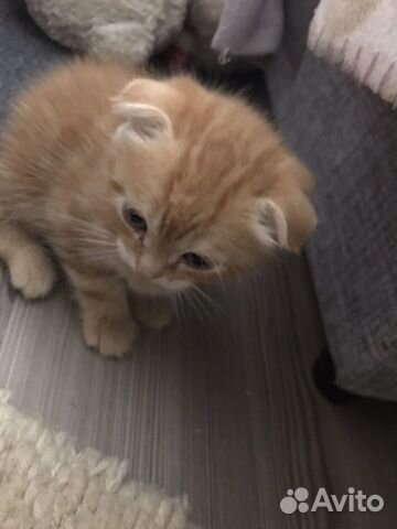 Котёнок шотландец