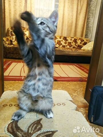 Котенок
