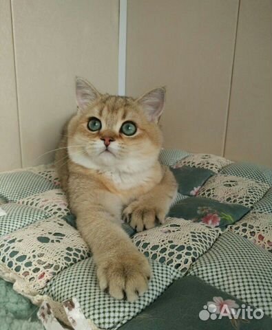 Золотой красавчик