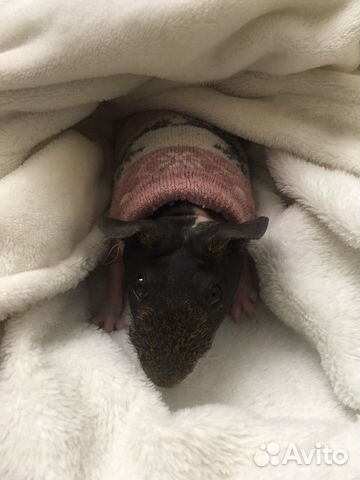 Морская свинка скинни