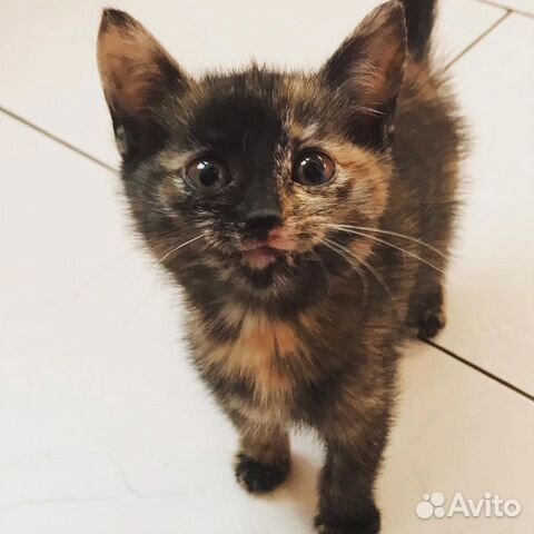 Трехшерстные котята