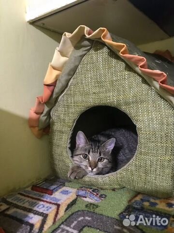 Котенок Джейн