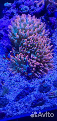 Актиния пузырчатая квадриколор