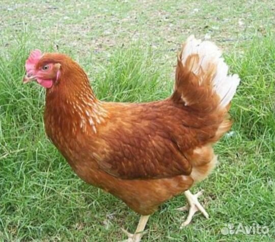 Куры рыжие