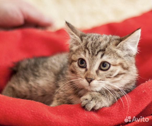 Трогательная малышка котёнок Ася 1,5 месяца в добр