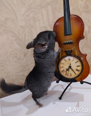 Шиншиллята