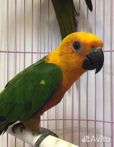 Желтоголовый аратинга ендайя