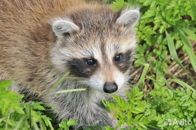 Енотик выкормыш