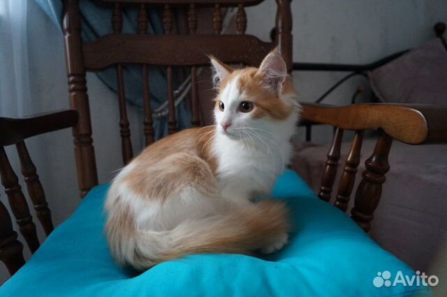 Котенок в добрые руки