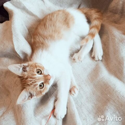 Милейшая девочка-котёнок Ириска