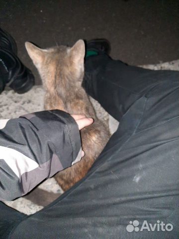 Разыскивается хозяин