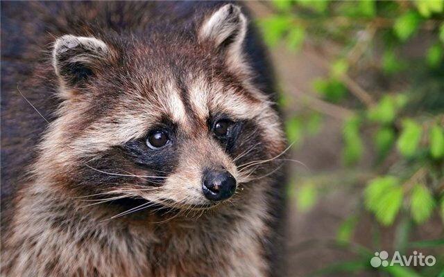 Еноты полоскуны с доставкой