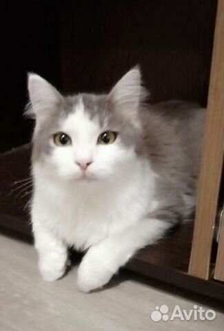 Супер Кот