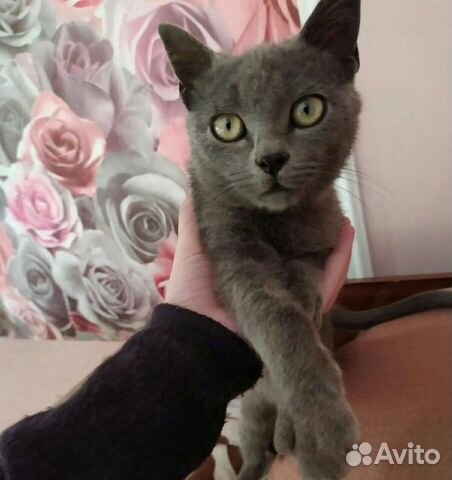 Котик полубританец