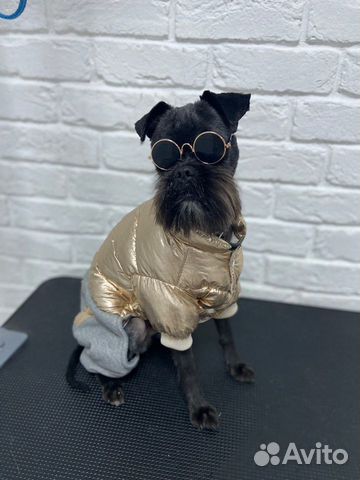 Бельгийский грифон вязка