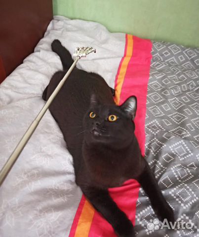Кот Джим, 1 год