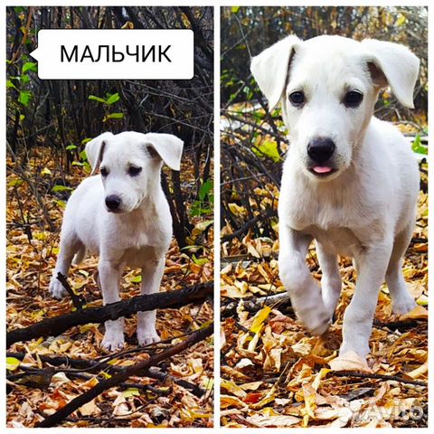 Щенки брошены на дачах