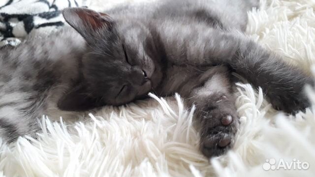 Котенок метис