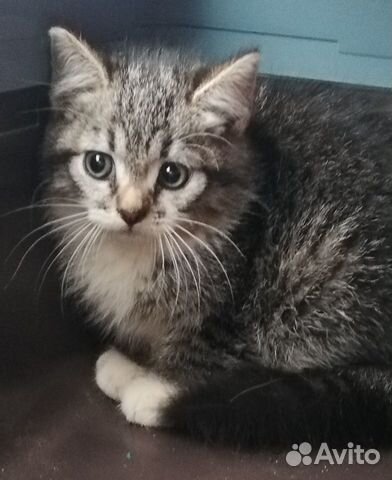 Котенок