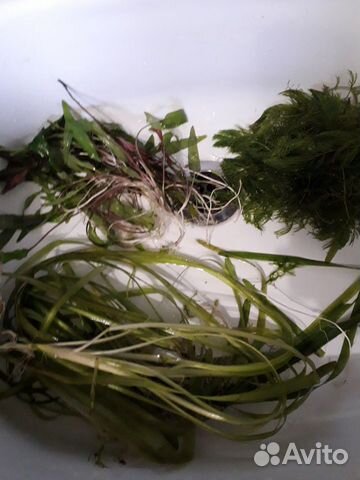 Свежая ррополка для аквариума