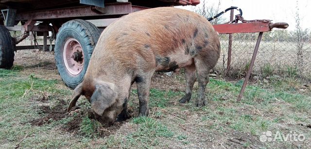 Хряк породы дюрок