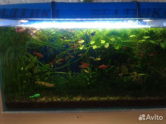 Отдам аквариумное растение после прополки