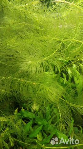 Роголистник