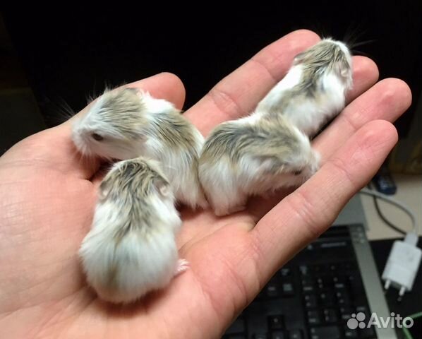 Хомяк Роборовского