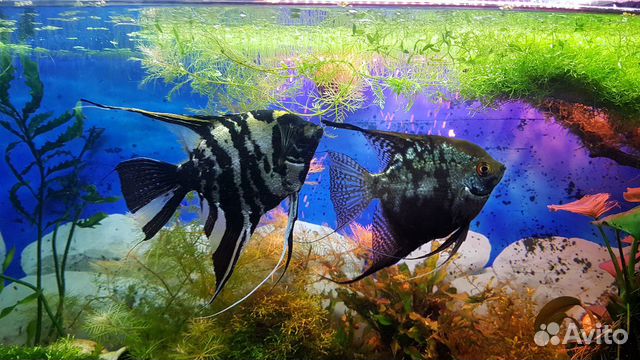 Пара скалярий для разведения