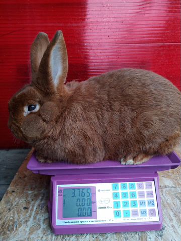 Кролики Новозеландские красные (нзк) и др