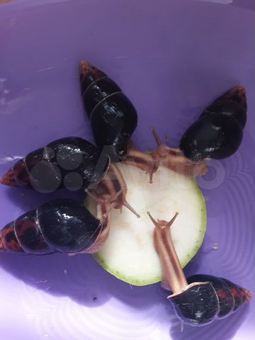 Лимиколярии и ахатины