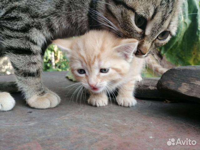 Кошка в дар бесплатно