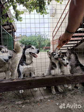 Щенки хаски