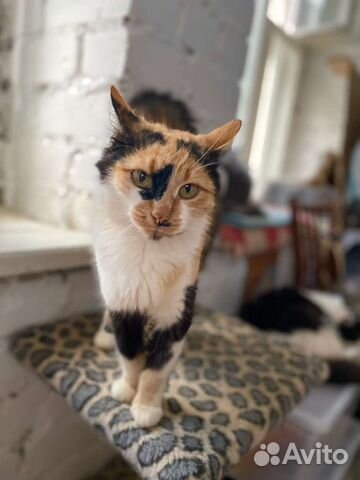 Котодети из приюта ищут своих родителей