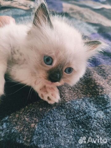 Котёнок в добрые ручки