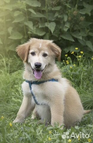 Ласковый умный щенок Рокки 3мес